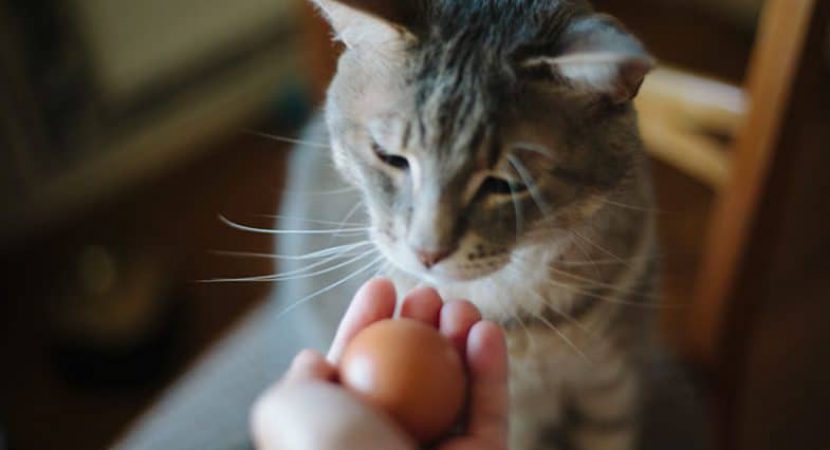 mogen-katten-eieren-eten-wat-zijn-de-voordelen-en-voorzorgsmaatregelen