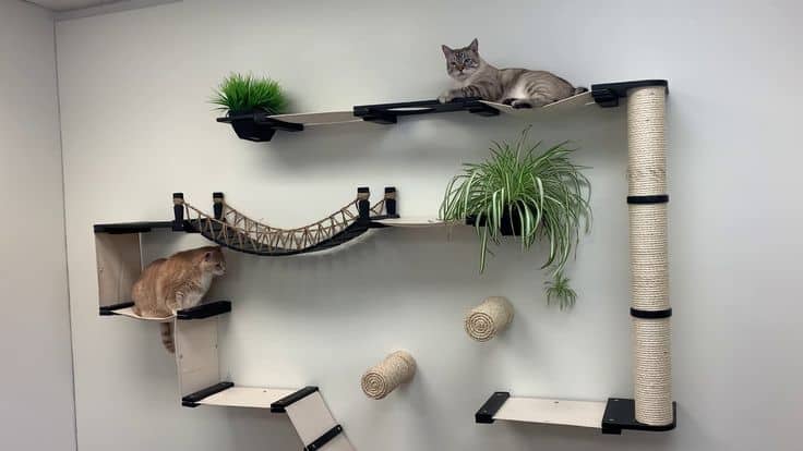Top 11 katten klimmuren voor jouw kat van 2023 | Katmundo