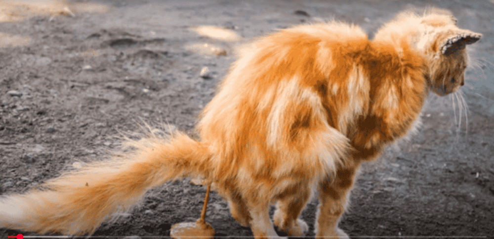 Wat te doen met een kat met diarree? | Katmundo