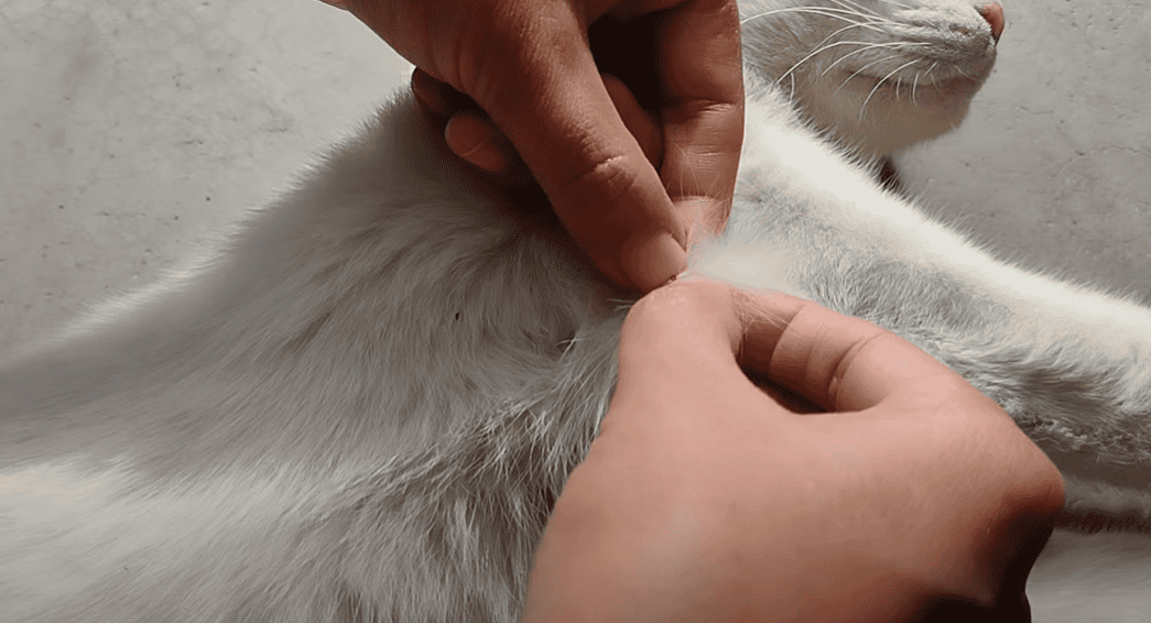 Wat moet je doen als je kat vlooien heeft? | Katmundo