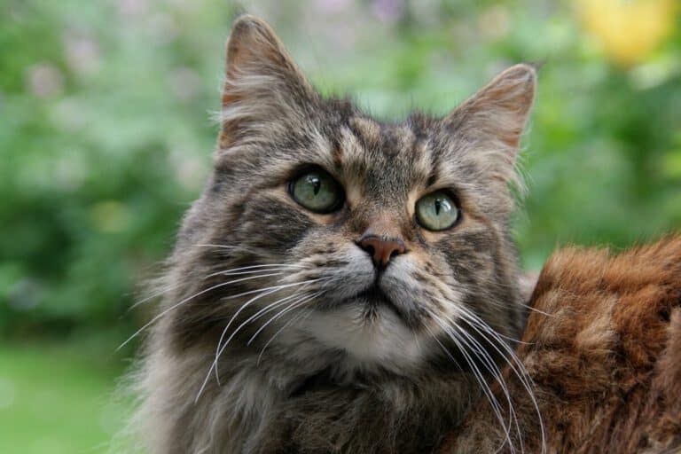 Hoe groot wordt een Maine Coon? Alles wat je moet weten | Katmundo