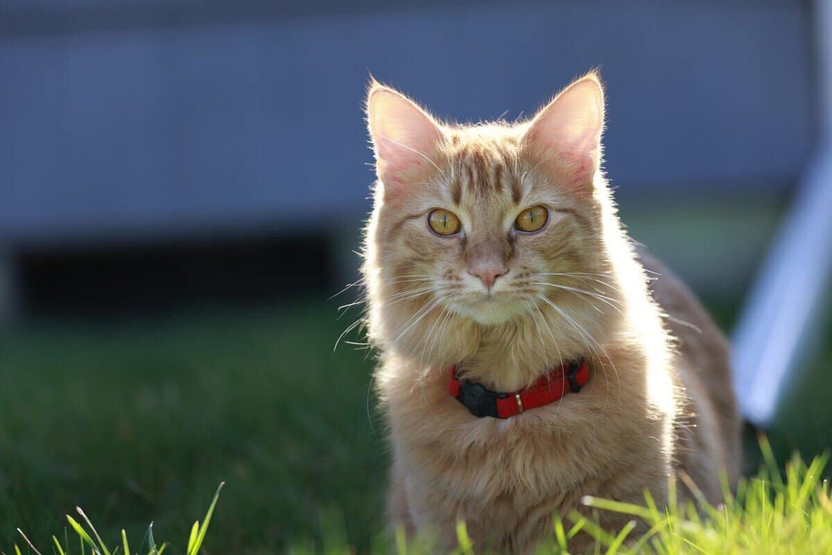 Nooit Meer Je Kat Kwijt: De 4 Beste GPS Trackers voor Katten in 2025 | Katmundo